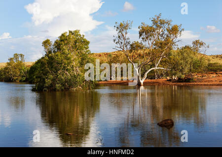 Australian billabong surrounded by Eucalyptus Gum Trees, Pilbara ...