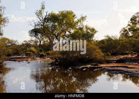 Australian billabong surrounded by Eucalyptus Gum Trees, Pilbara ...