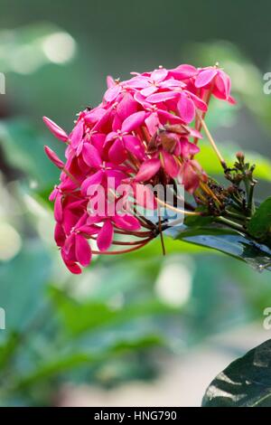 Colorful pink Tropical Jungle Geranium flowers, Waikiki, Oahu, Hawaii ...