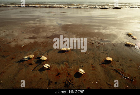 Washed up sea shells on the beach in Normandy, France Stock Photo ...