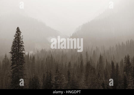 Foggy mountain forest in Banff National Park Stock Photo - Alamy