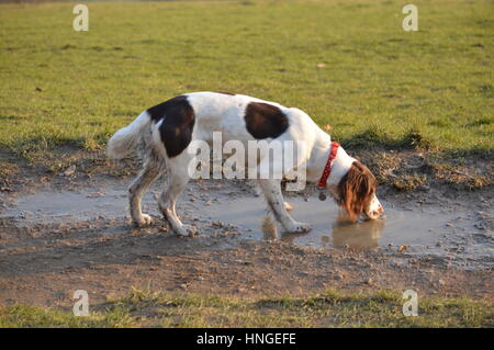Muddy springer spaniel drinking from a puddle Stock Photo - Alamy