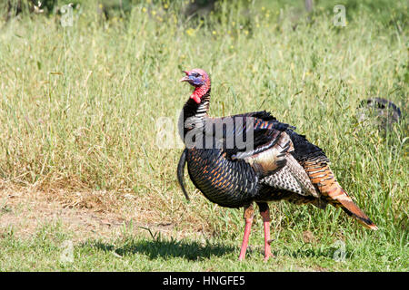 Wild Turkey Jake male walking in woods in fall autumn with leaves on ...