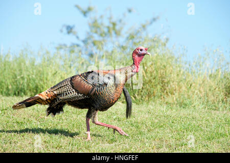 Female turkey walking through a grassy hillside field in Northern ...