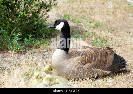 Female, mother Canada goose, scientific name Branta canadensis ...