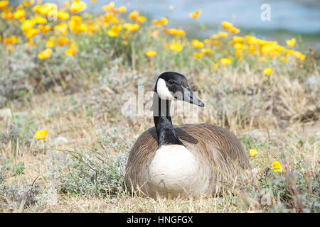 Male Canada goose, scientific name Branta canadensis, resting, but on ...