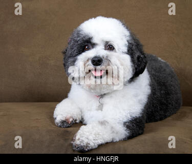 Black And White Poodle Mix Recently Groomed With Pink Bows In Hair