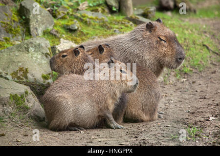 Capybara (Hydrochoerus hydrochaeris) young resting on mother, Pantanal ...