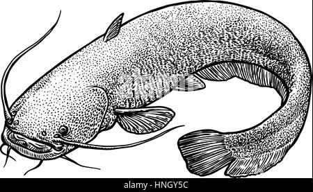 Catfish Animal Vector Illustration Stock Vector Image & Art - Alamy