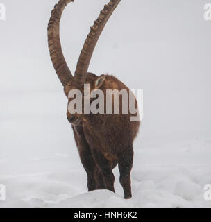 France, Alpine Ibex in winter (Capre ibex Stock Photo - Alamy