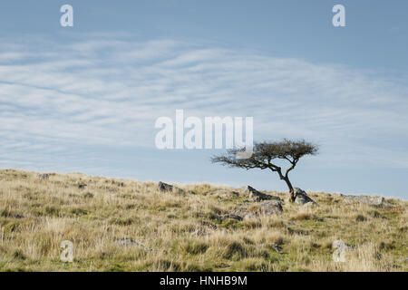 Wind swept tree in a field Stock Photo - Alamy