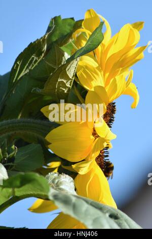 Sunflower from Behind Stock Photo - Alamy