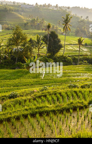 The famous rice terraces of Jatiluwih, Bali, Indonesia Stock Photo - Alamy