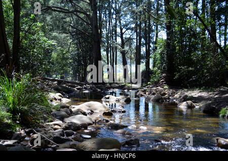 Capturing the beauty of natural bushland by the river in Australia ...