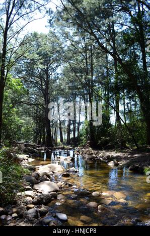 Capturing the beauty of natural bushland by the river in Australia ...