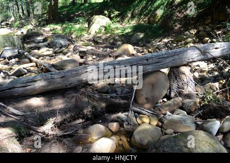 Fallen tree forming bridge across river in Australian bushland Stock ...