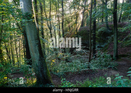 Evening light in the woods at Consdorf, Mullerthal Trail, Luxembourg ...
