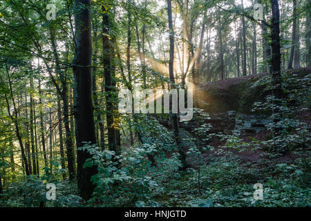Evening light in the woods at Consdorf, Mullerthal Trail, Luxembourg ...