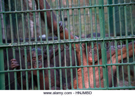 Bonobo (Pan paniscus), Lola ya Bonobo Sanctuary, Kimwenza, Mont Stock ...