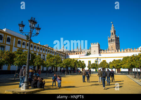 orange tree yard near giralda cathedral in sevilla, spain Stock Photo ...