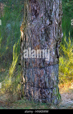Bulging Tree Trunk Stock Photo - Alamy