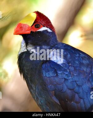 The violet turaco, also known as the violaceous plantain eater ...