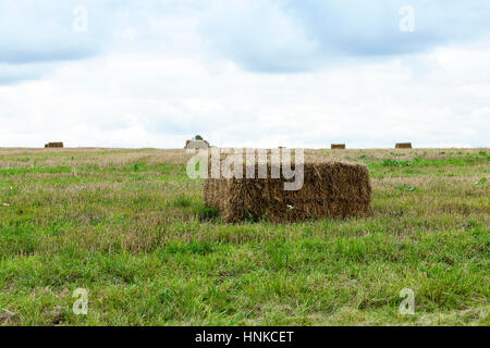 square haystack closeup Stock Photo - Alamy