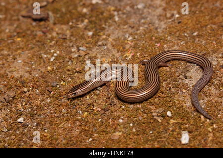 Lined Supple Skink, Lygosoma lineata, Satara, Maharashtra, India Stock ...