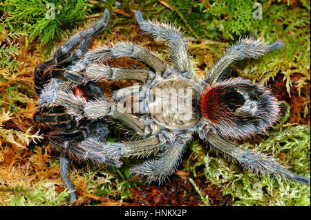 Chile Beautiful Tarantula (Euathlus Truculentus Stock Photo - Alamy