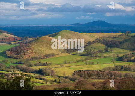 An ancient holly tree on the Hollies nature reserve, Stiperstones ...