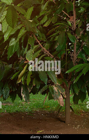 tiny cacao tree (cocoa tree) flowers growing right on the trunk ...