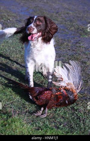young working type english springer spaniel puppy eating raw meat Stock ...
