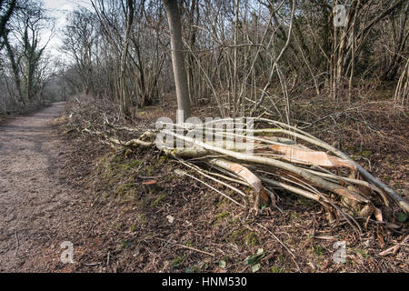 Hazel, Corylus avellana, hedge freshly layed in coppiced woodland ...