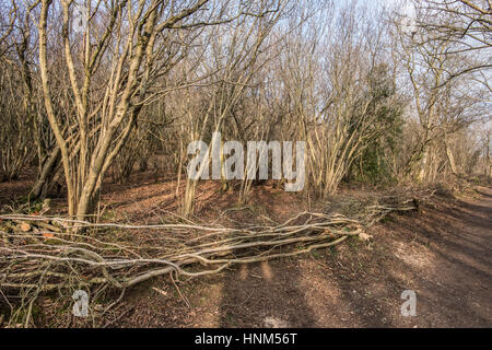 Hazel, Corylus avellana, hedge freshly layed in coppiced woodland ...