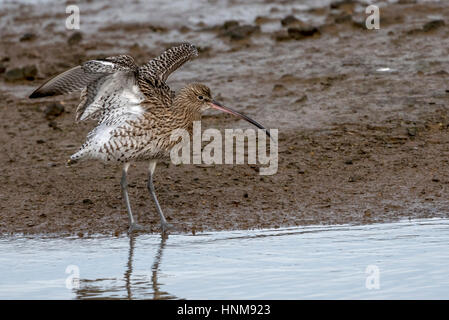 Curlew on estuary mud Stock Photo - Alamy