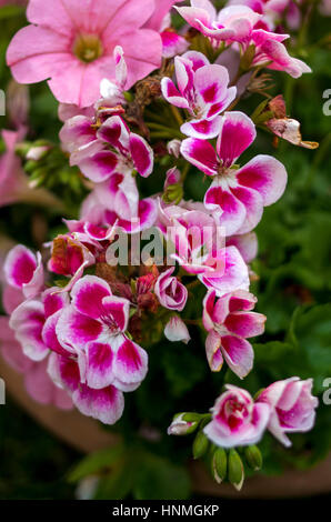Anther or filament of a white bougainvillea flower, which is a ...