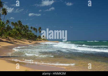 PALM TREES PLAYA PINONES BEACH LOIZA PUERTO RICO Stock Photo - Alamy