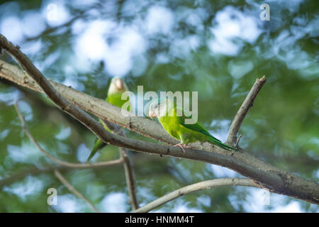 Grey-cheeked parakeet Brotogeris pyrrhopterus, adult, perched in forest ...