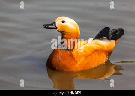 Ruddy Shelduck at Slimbridge Stock Photo - Alamy
