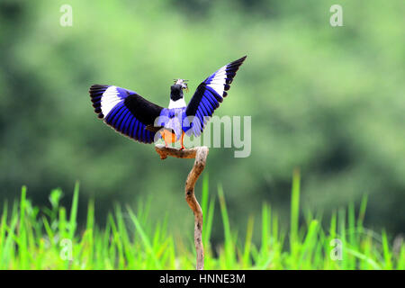 Blue Jade Bird Stock Photo - Alamy