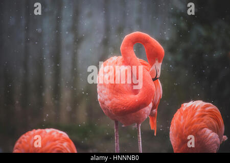 Flamingos during snowing Stock Photo - Alamy