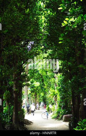 Garcinia tree lined road Stock Photo - Alamy