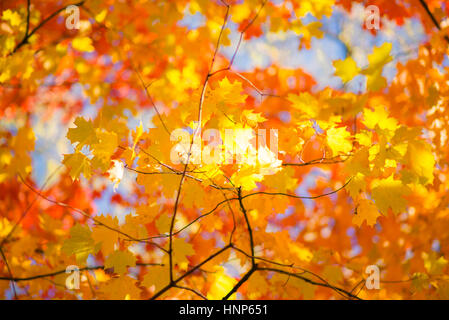 Maple tree on Mount Royal Stock Photo - Alamy