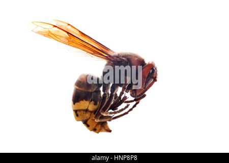 Hornet side view isolated on white background Stock Photo - Alamy