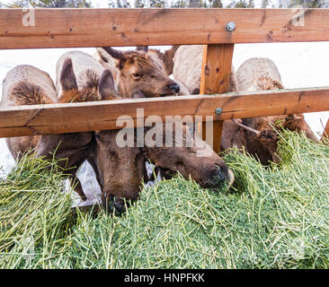 Hungry elk come in to eat from hay bales on a sled which takes people ...