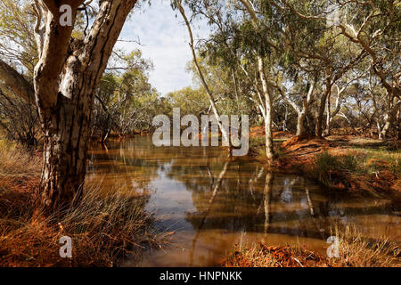 Australian billabong surrounded by Eucalyptus Gum Trees, Pilbara ...