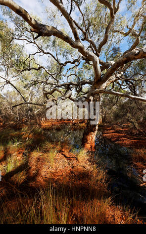 Australian billabong surrounded by Eucalyptus Gum Trees, Pilbara ...