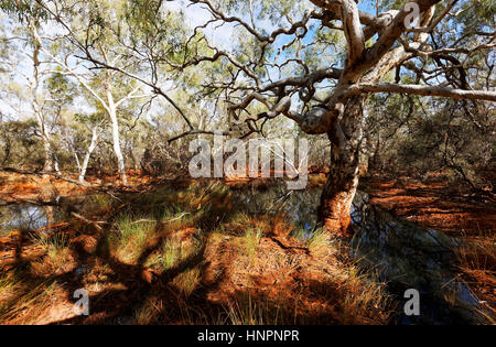 Australian billabong surrounded by Eucalyptus Gum Trees, Pilbara ...