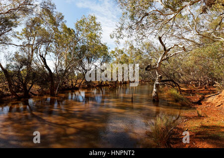 Australian billabong surrounded by Eucalyptus Gum Trees, Pilbara ...