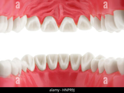 Healthy teeth. View inside the mouth of a healthy 21-year-old woman ...